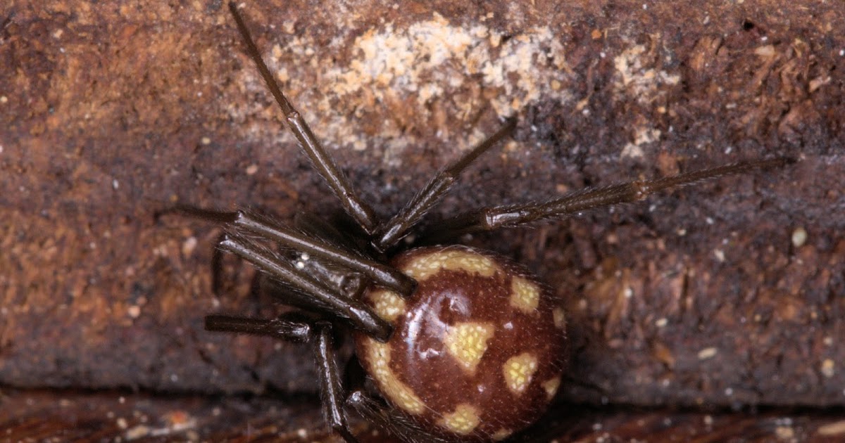East Glamorgan Wildlife: Steatoda grossa?