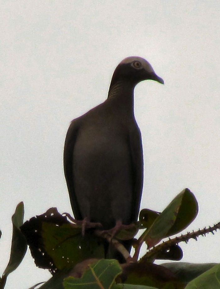 Foto Blog Puerto Rico: Fotos de Aves en Puerto Rico