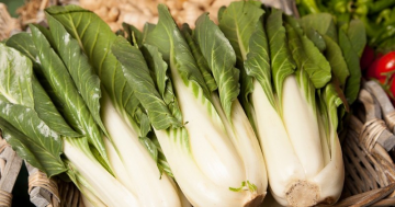 Amap de La Veyre: Recettes avec les blettes