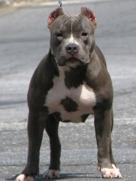 U.S BULLY FORCE BULGARIi =CRIAÇÃO NACIONAL= | American Bully Brasil ...