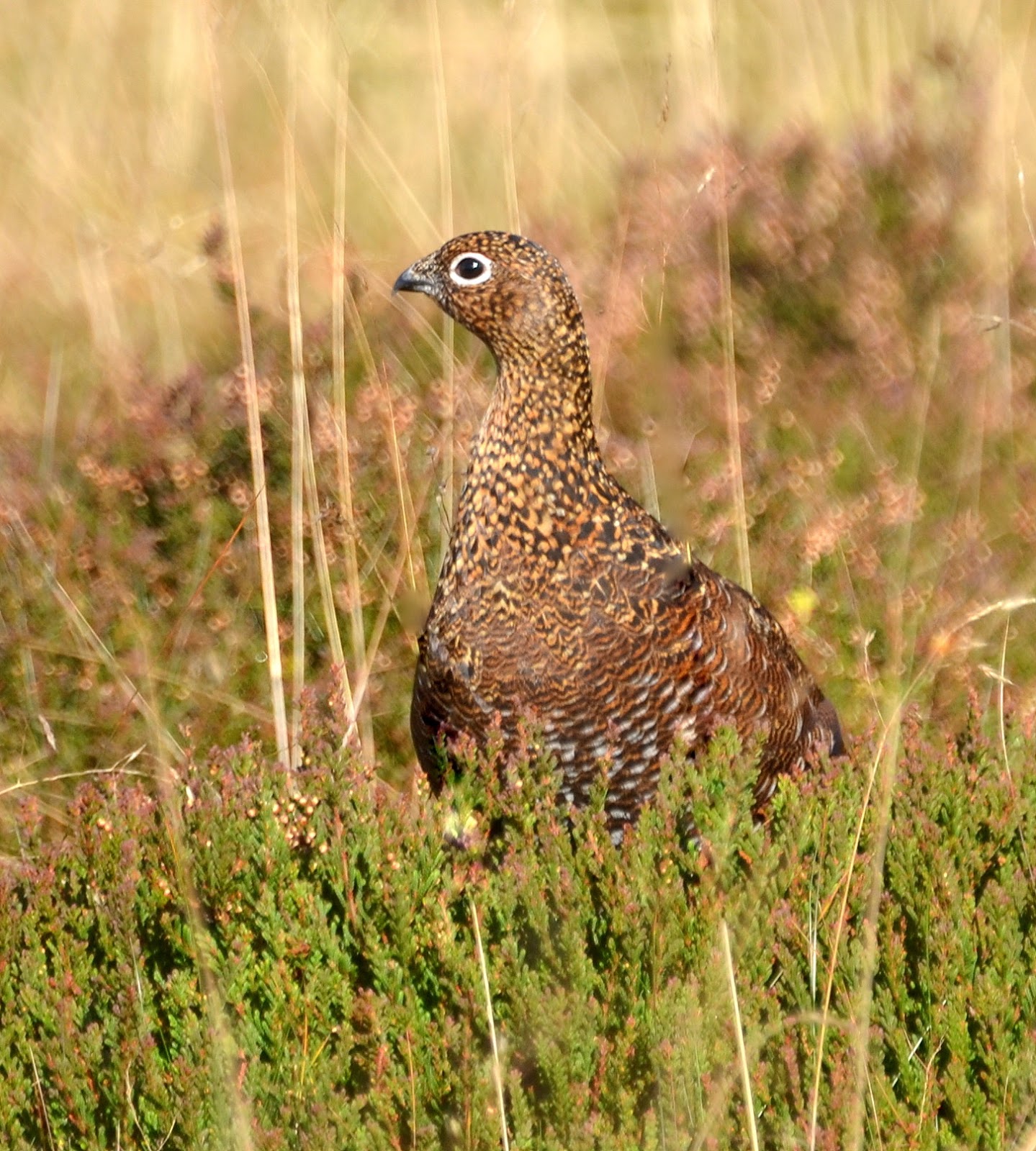 The Early Birder: Red Grouse