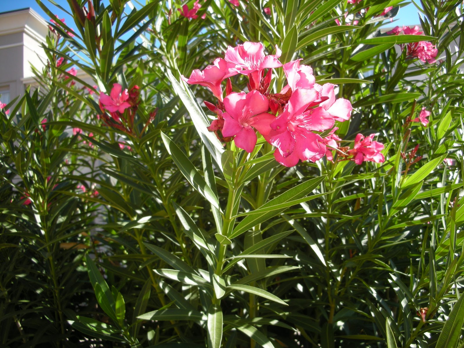 JMPPASTIMES: Oleander