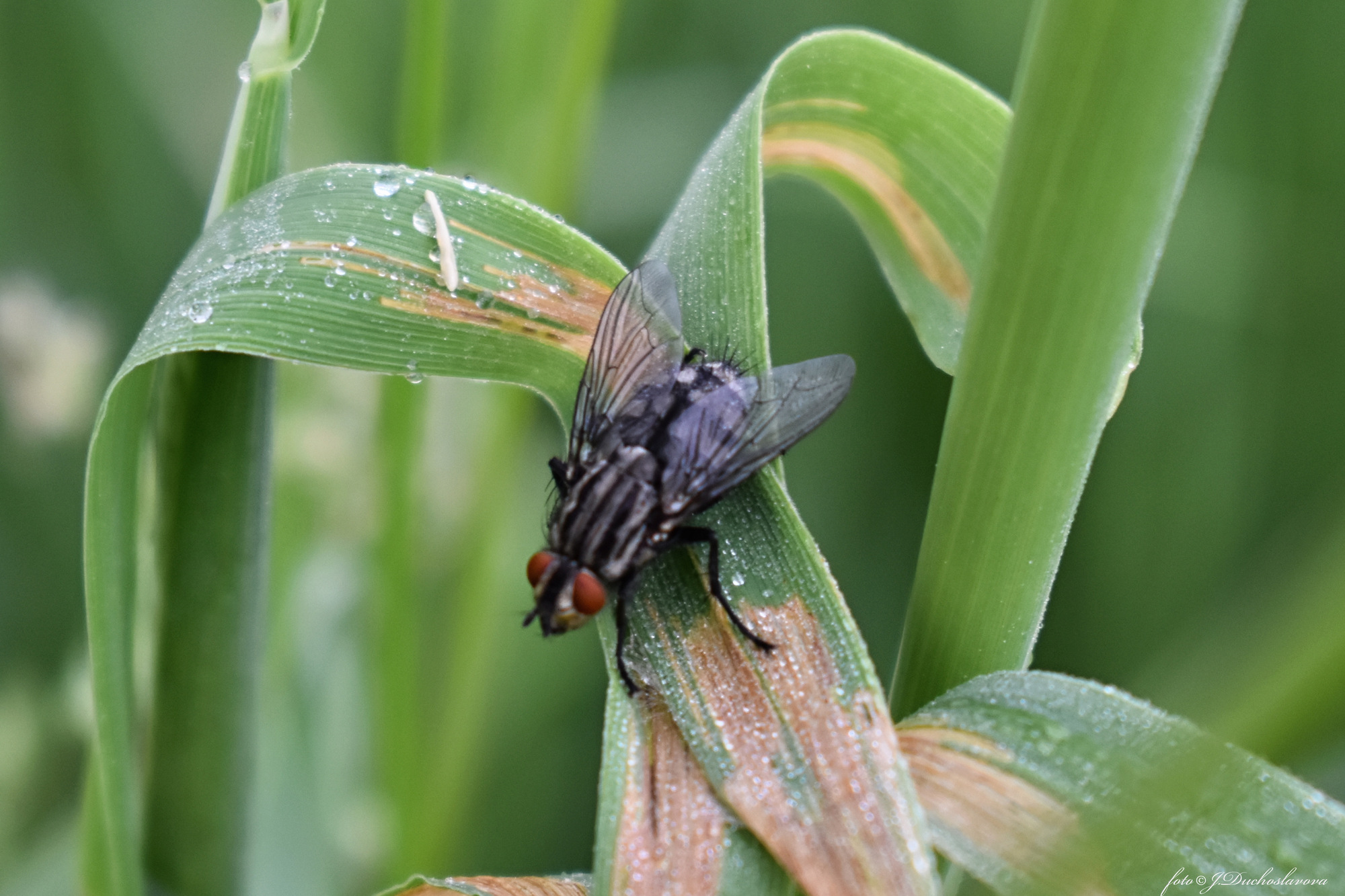 PŘÍRODA: Mouchy, brouci, tiplice