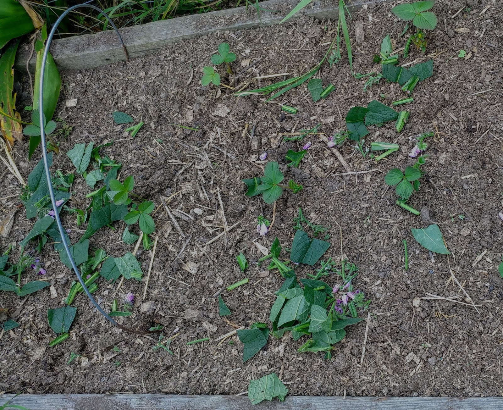 My Precious Peas: Growing Comfrey For Strawberry Beds