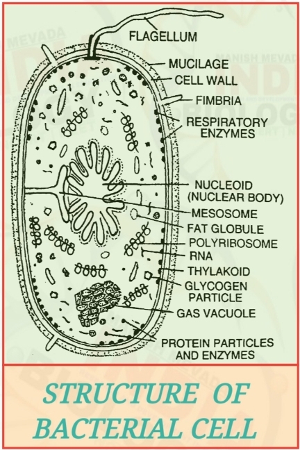 CHARACTERISTICS OF PROCARYOTIC CELLS