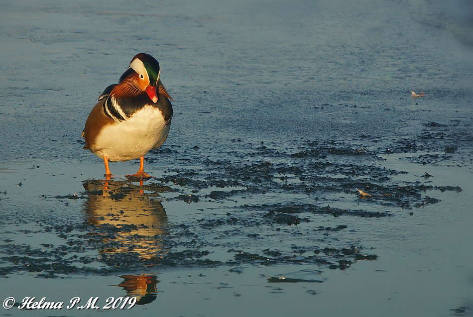 Helma's natuurfoto's: Mandarijneend - Aix galericulata..................