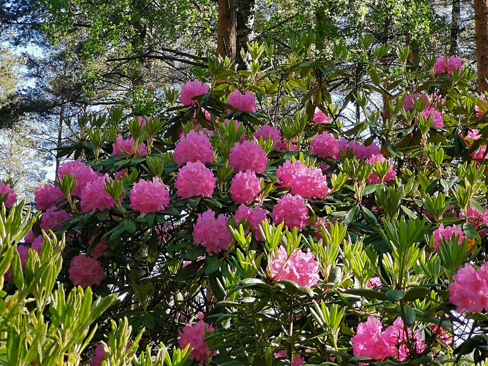 Floral Passions: Haaga Rhododendron Park - Rhodos