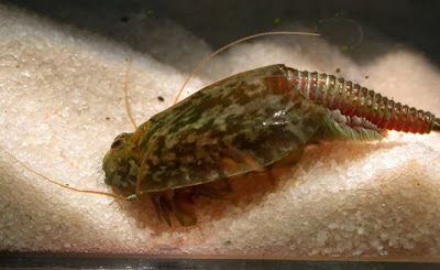 Triops, The 350 Million Years Old Species - For Fum And Interesting ...