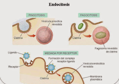 Tema 09: La membrana plasmática y otros orgánulos membranosos ...