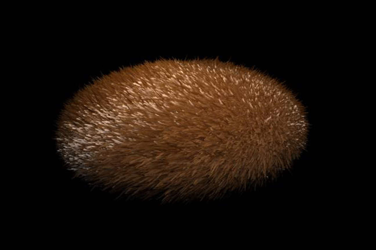 Flora Urbana: Tibbles & Tribbles