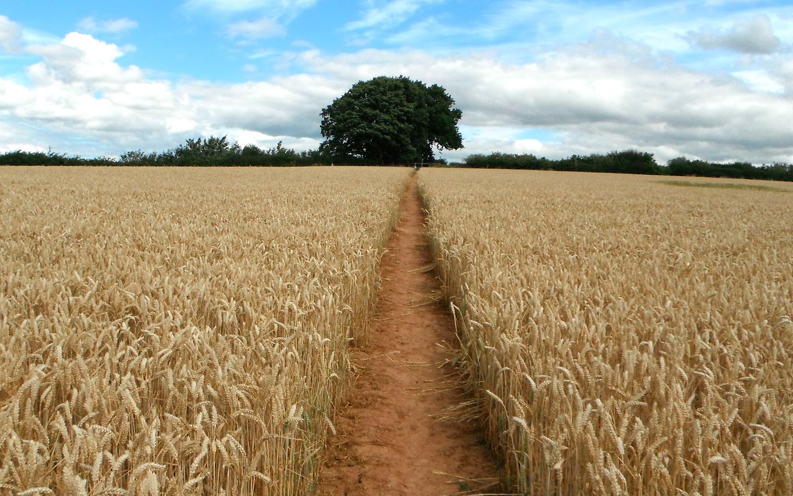 Staffordshire Photo: 01/08/15 - 01/09/15