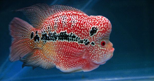 Journey Of Flowerhorn (Louhan): Ikan Louhan Chencu / Zhen Zhu / ZZ