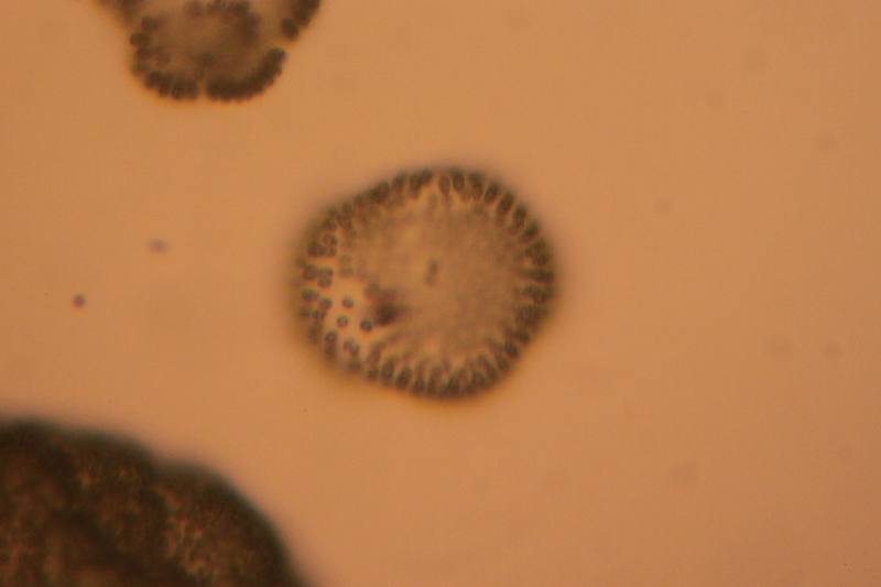 Practical Microscopy: Creatures living in a dirty pond
