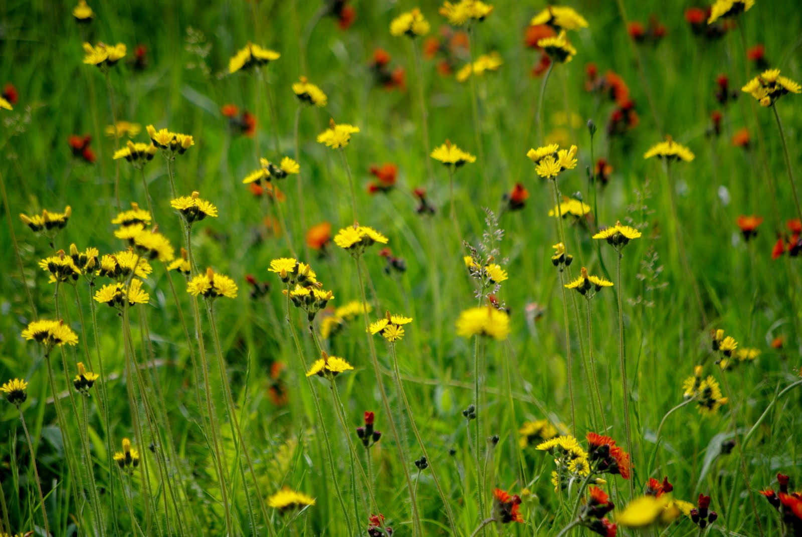Life in Rice Lake, WI: Wild Flowers in Douglas County and a sandhill