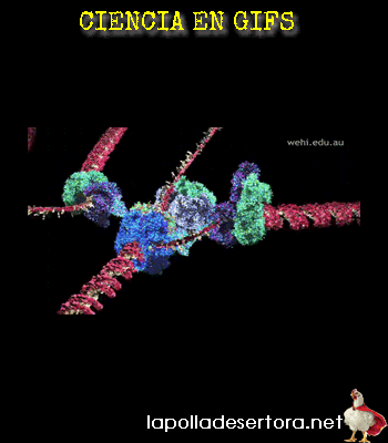 biologia: ADN POLIMERASA