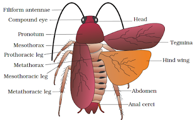 Structural Organisation In Animals - Notes | Class 11 | Part 4 ...