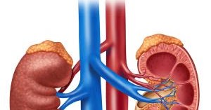 Kidney Disease Treatment and Diet: What is Renal Failure Azotemia