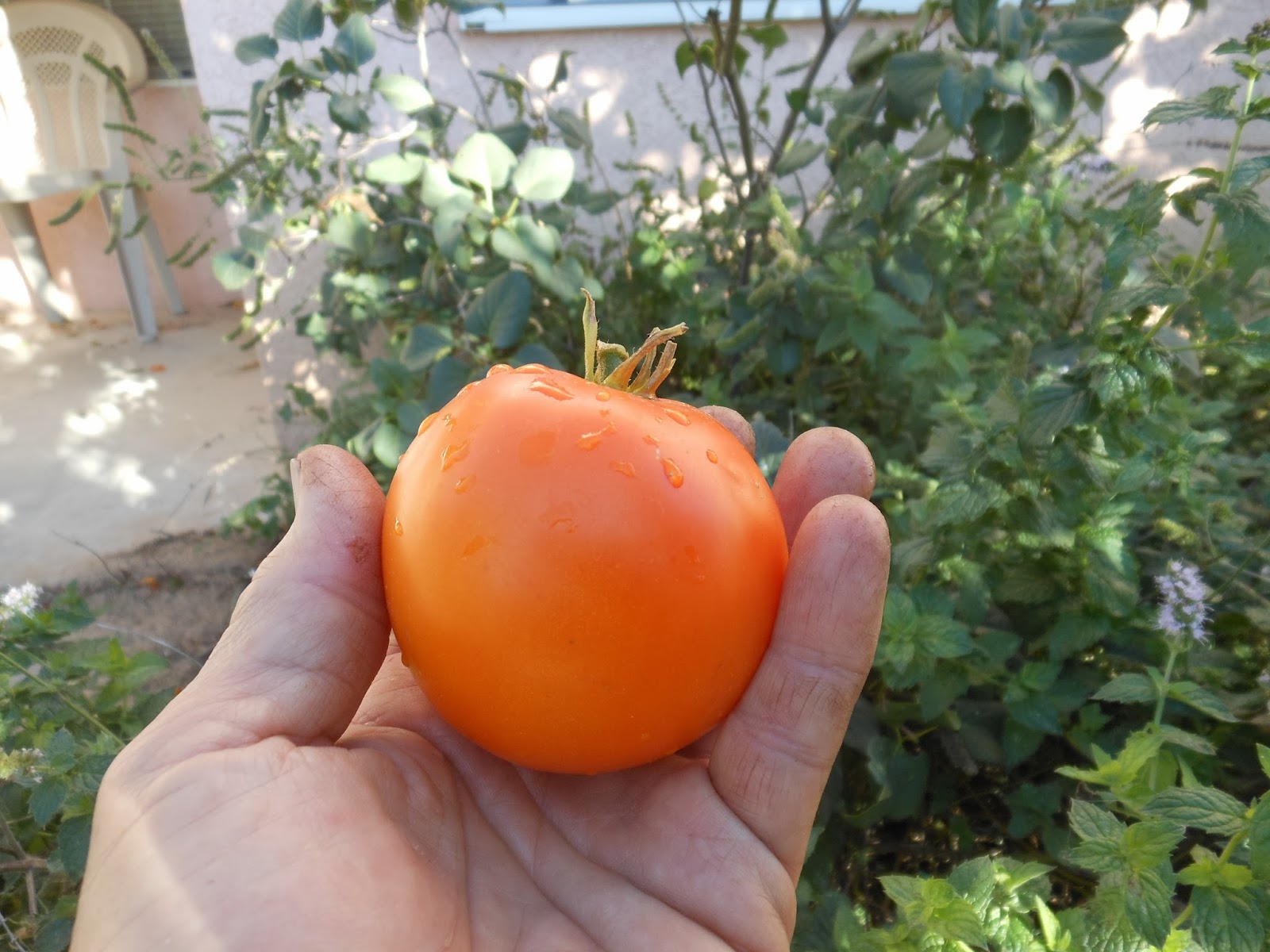 Memories of the Golden Jubilee Tomato..