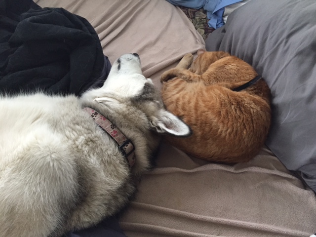 Pound Dogs Toronto Animal Services - dog adoption - animal shelter