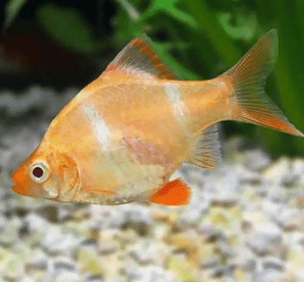 Ikan Sumatra - 5 Jenis Ikan Sumatra Beserta Harga dan Cara Budidayanya ...