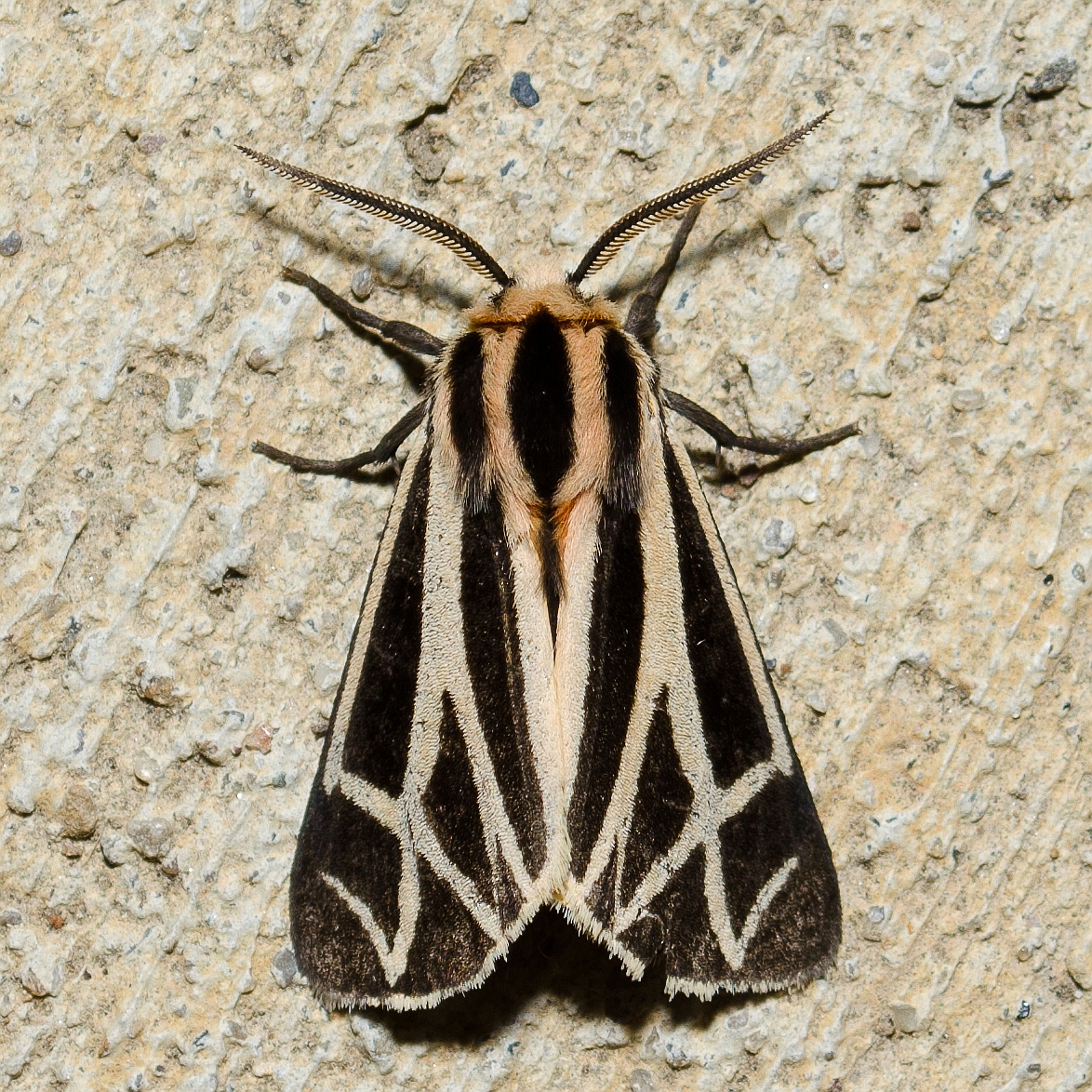 On the Subject of Nature: The Showy World of Moths