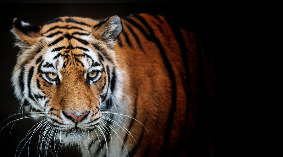 Basic Facts About Tigers - Animals Kids