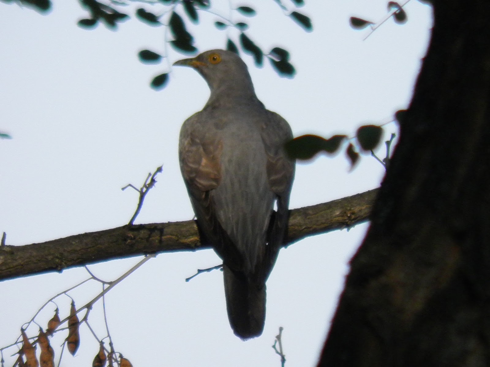 PASARI DIN ROMANIA: CUCUL (2), Cuculus canorus