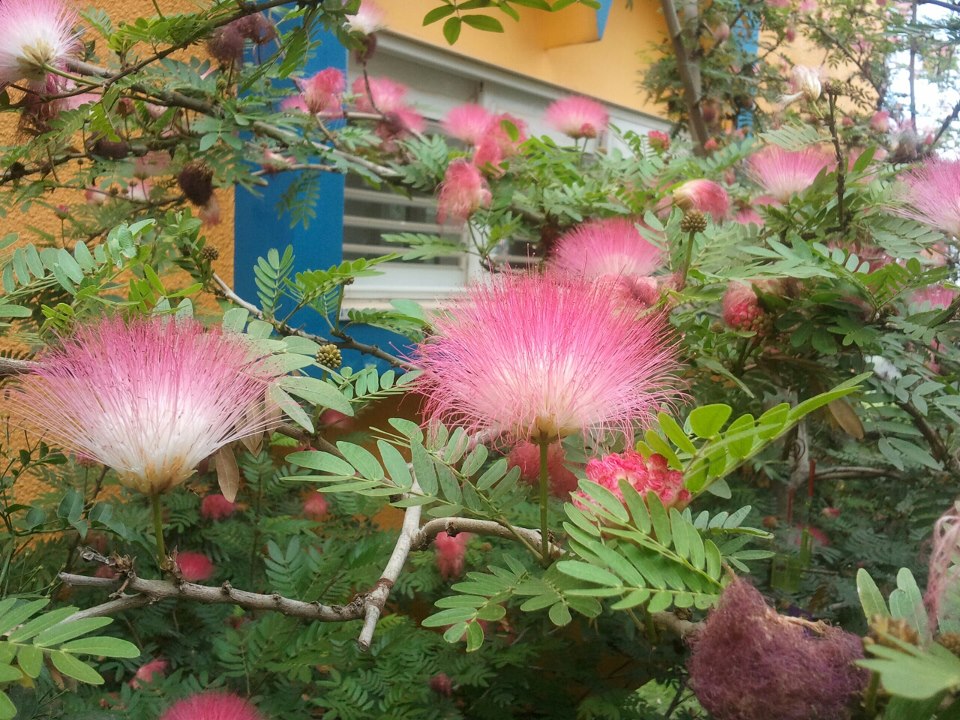 PazzaPazza: NEMUNOKI - THE SLEEPING TREE