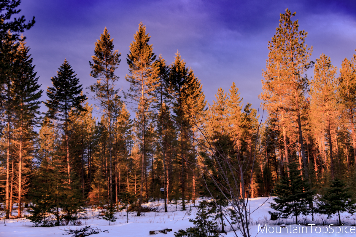 February's Winter Sunshine | Mountain Top Spice