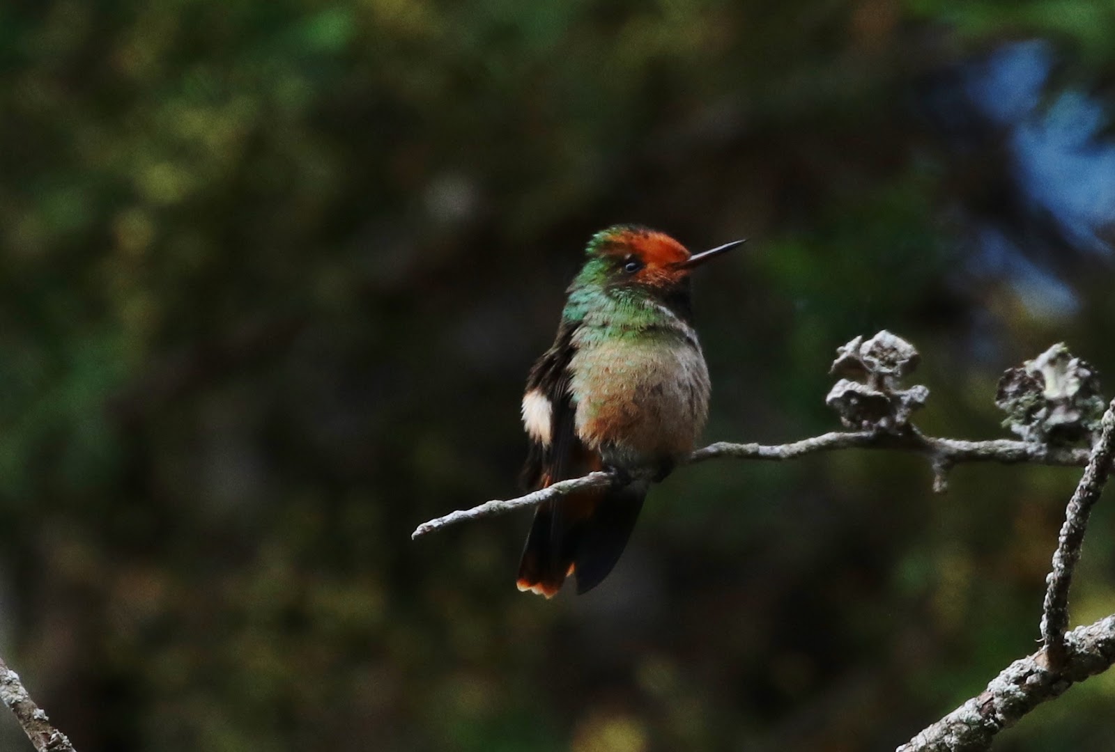 Nuestro bello mundo...: Spangled Coquette, immature, LOPHORNIS ...