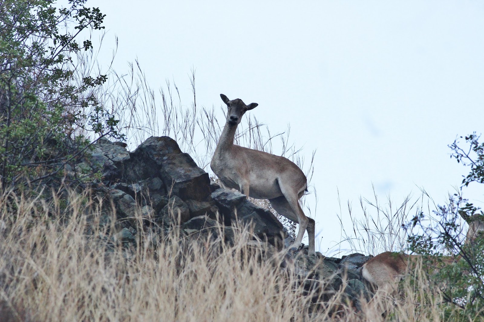 Mammals of Cyprus - Τα θηλαστικά της Κύπρου by George Konstantinou ...