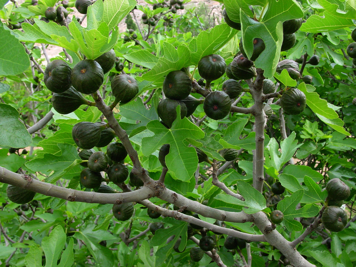 Flores y árboles: Higuera (Ficus carica)