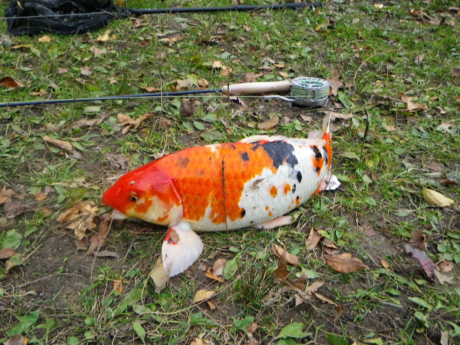 The Great Lakes of NYC: My carp notes