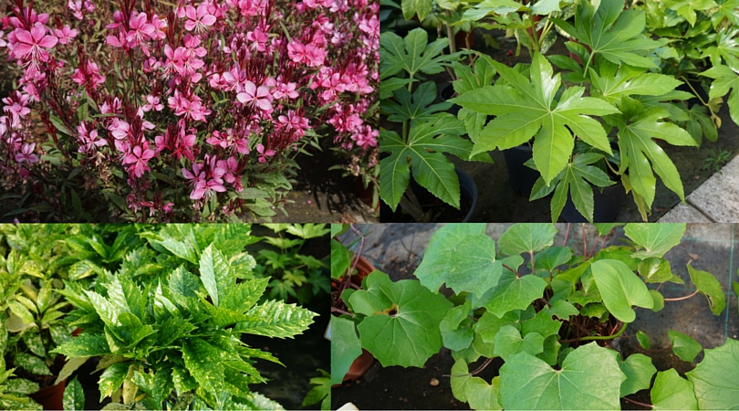 Gardens Grup La Rasa: 2016