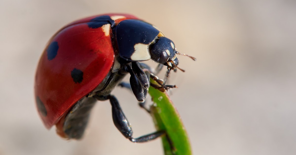 Ladybug Closeup