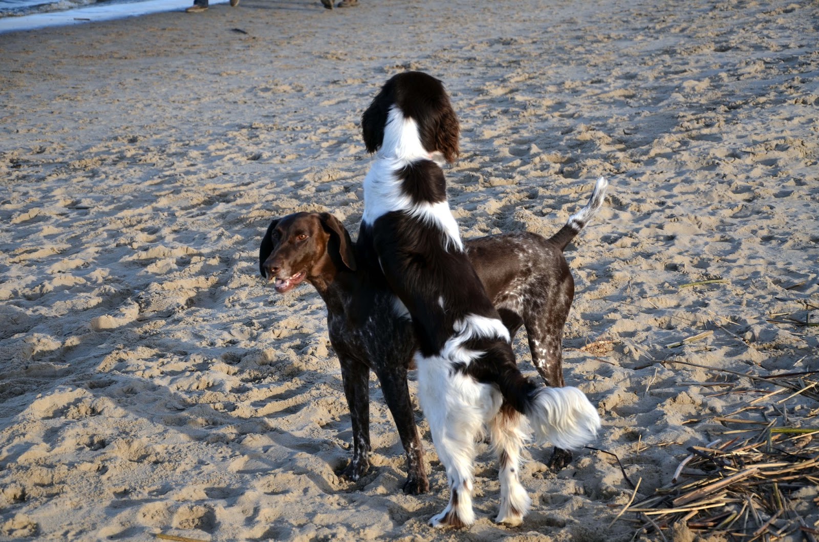 Clooneys Welt: 04.03.2013 - Eine Muschi unter lauter Hunden