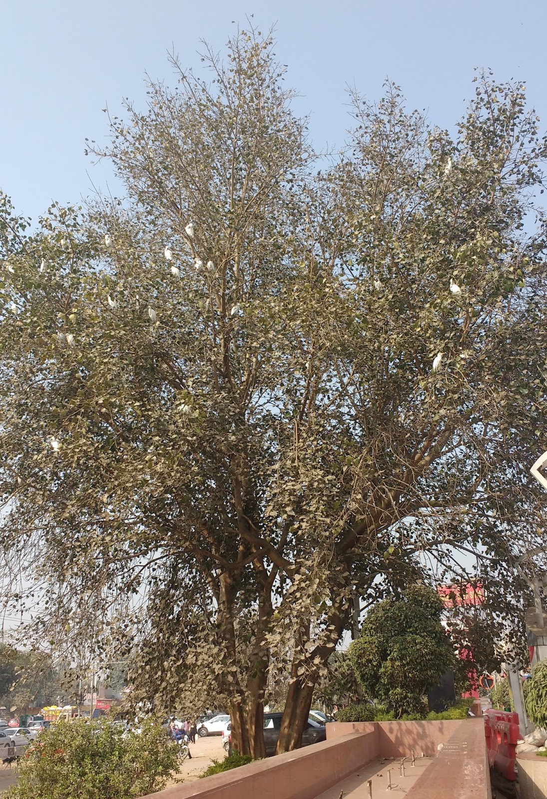 Footloose in India: Tree of Life or Tree of Enlightenment?