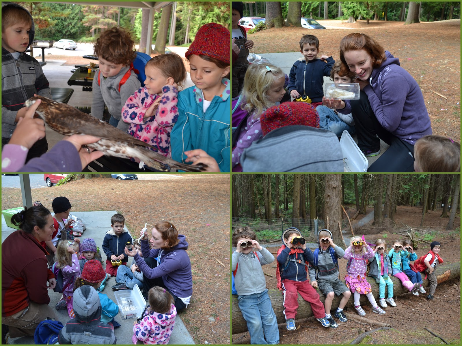 Froggy Holler: Bird Week!