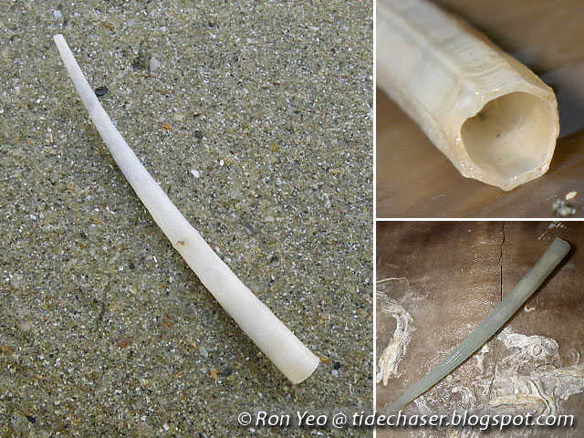 tHE tiDE cHAsER: Molluscs (Phylum Mollusca) of Singapore