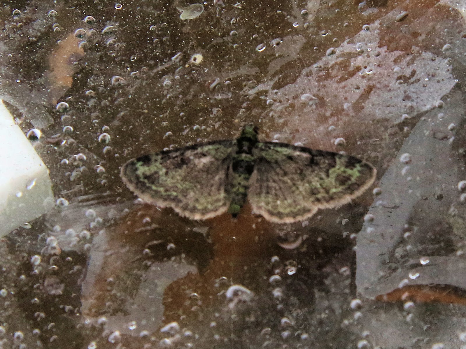 Birding with Flowers: June Moths