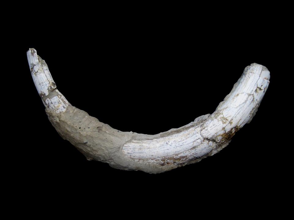 Biodiversity of Cyprus by NGO Protection of the Natural Heritage and ...