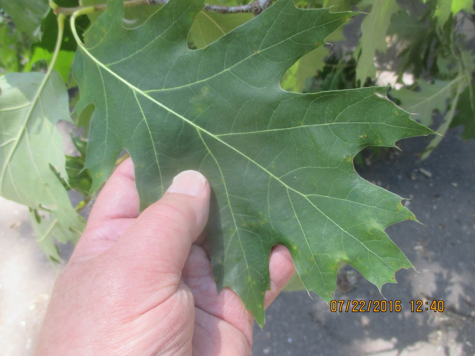 Art's Bayfield Almanac: RED OAK ROOT AND BUTT ROT