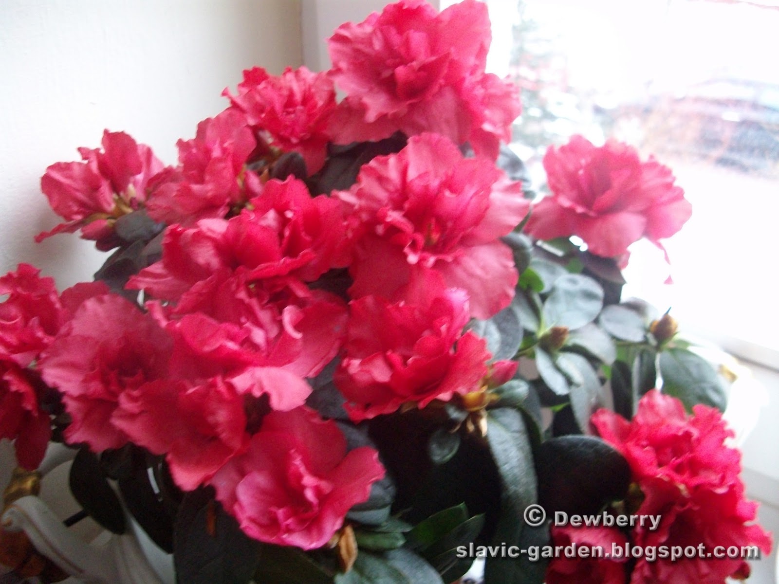 Slavic Garden - Słowiański Ogród: Indoor beauties: potted azalea ...