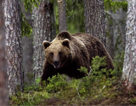 [yawnus interruptus]: Laulu karhusta