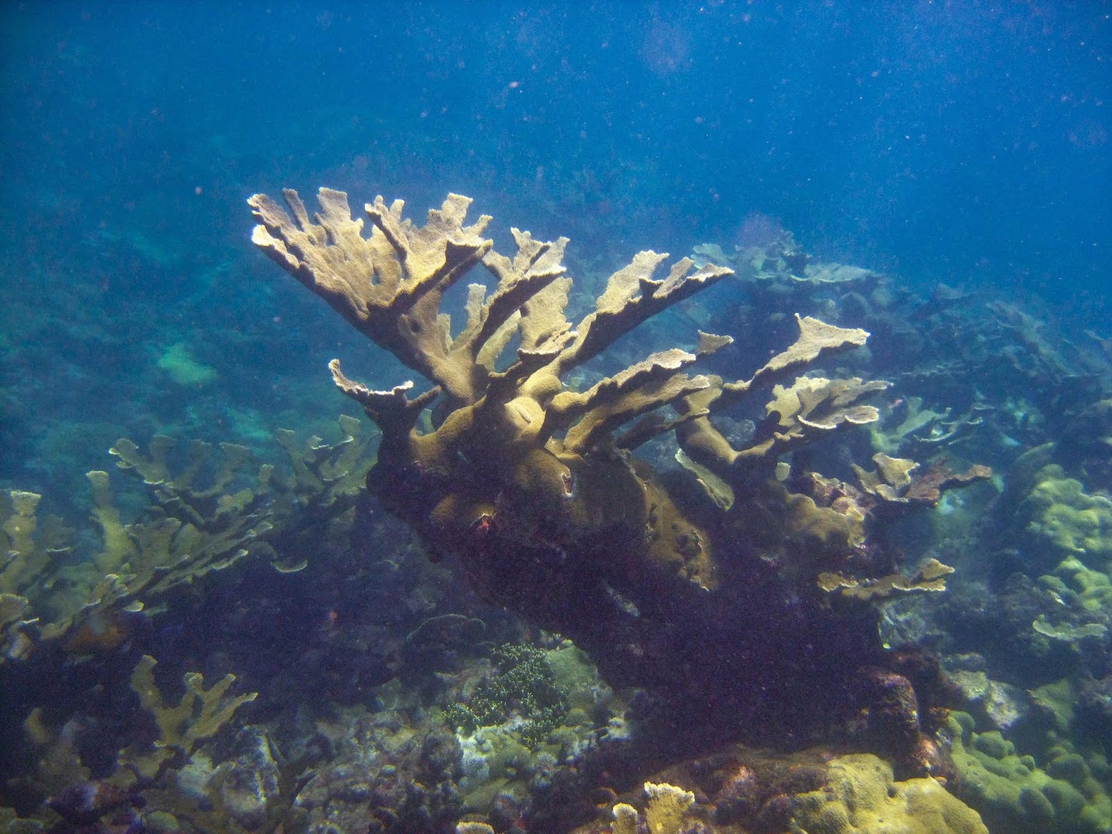 Sea Rod Coral Botanical