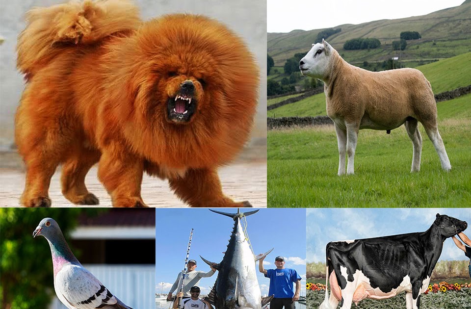 Five Most Expensive Pet Animals in the World