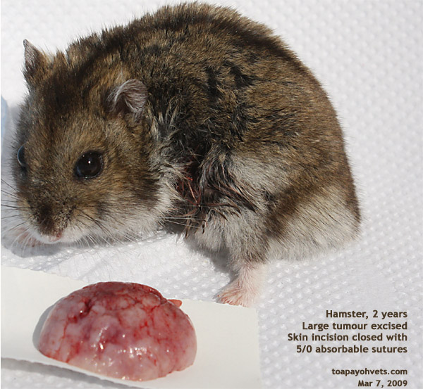 Hamstercitos :3: Los Tumores en los Hamters