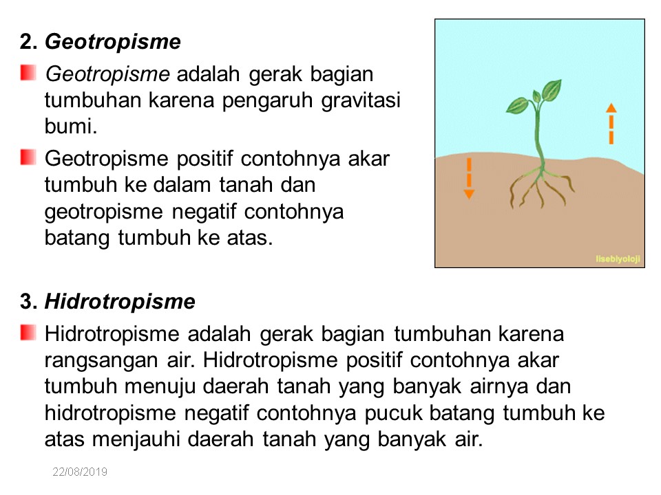 CATATAN MATERI KELAS 8: GERAK PADA TUMBUHAN