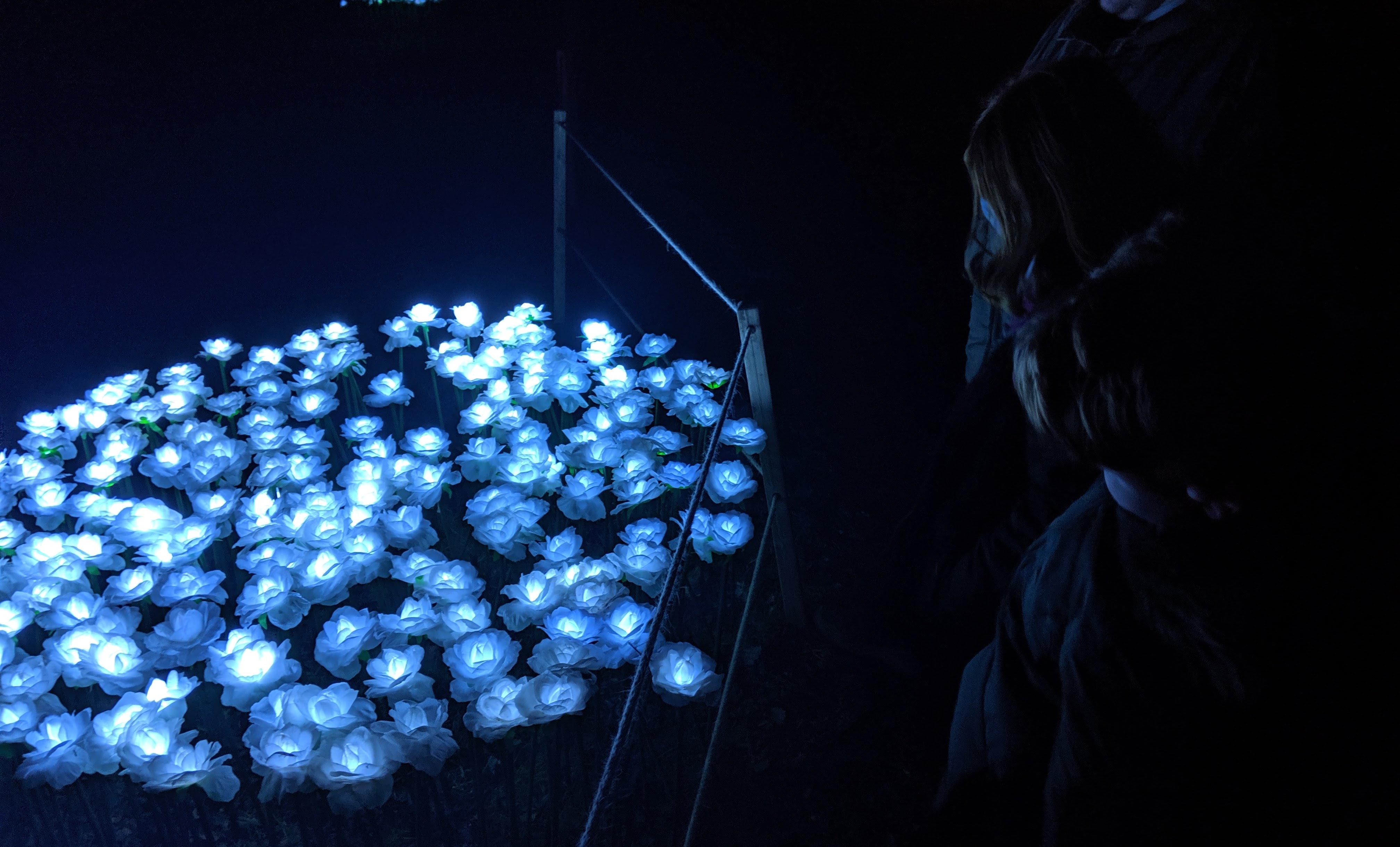 Ignite Light Trail at Gibside : Review & Top Tips | North East Family Fun