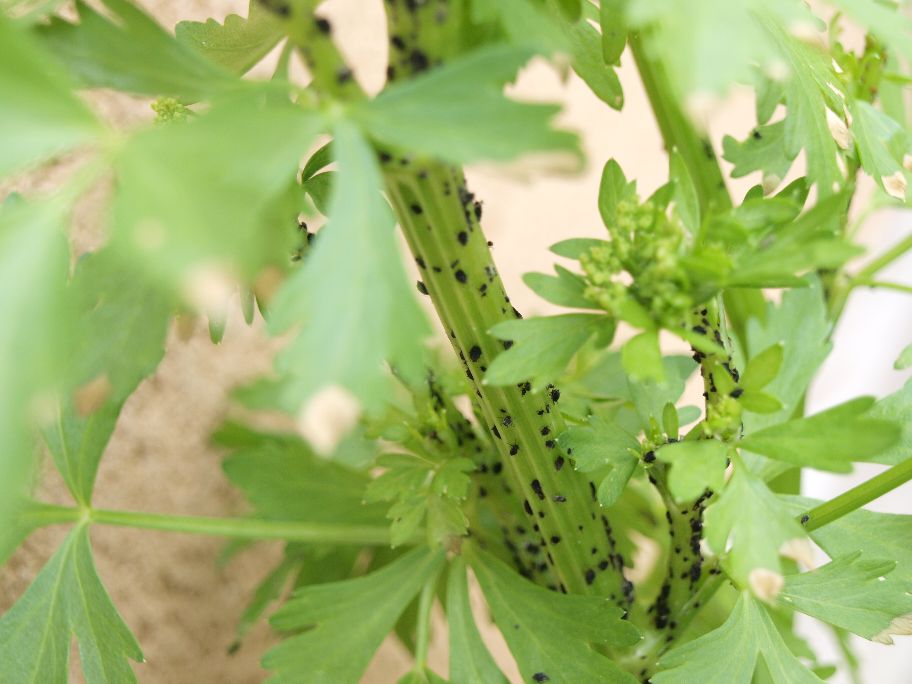 Apio (Apium graveolens)